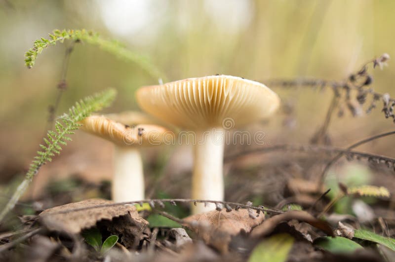 Fresh Edible Mushroom in a Forest in the Nature Stock Image - Image of ...