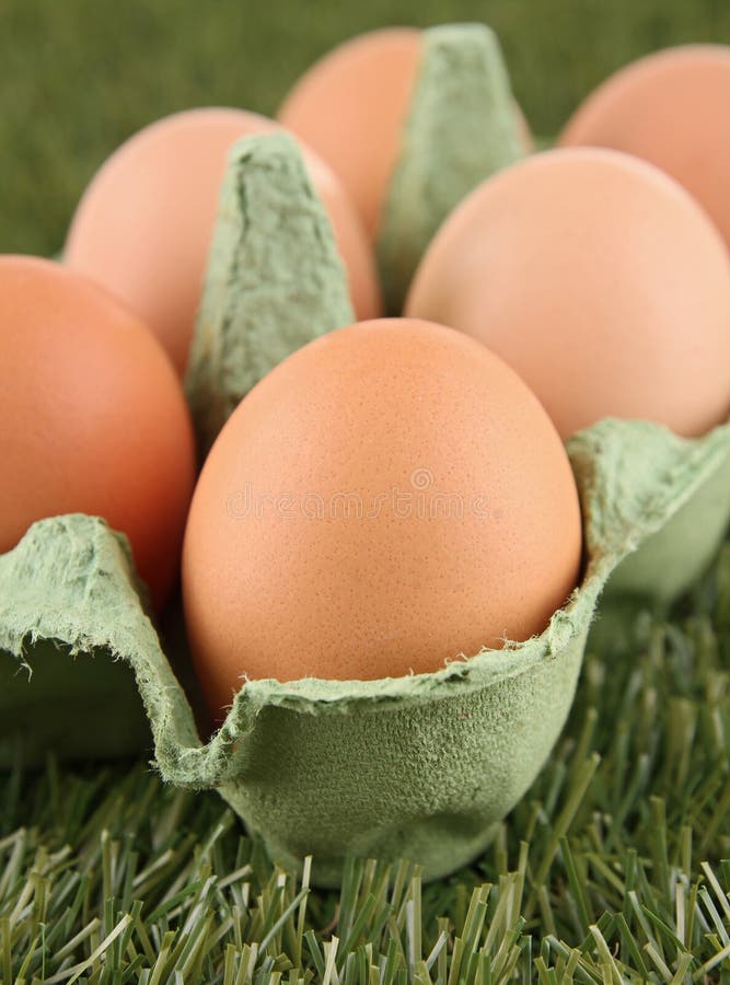 Fresh egg stock image. Image of nutrition, green, farm - 23311629
