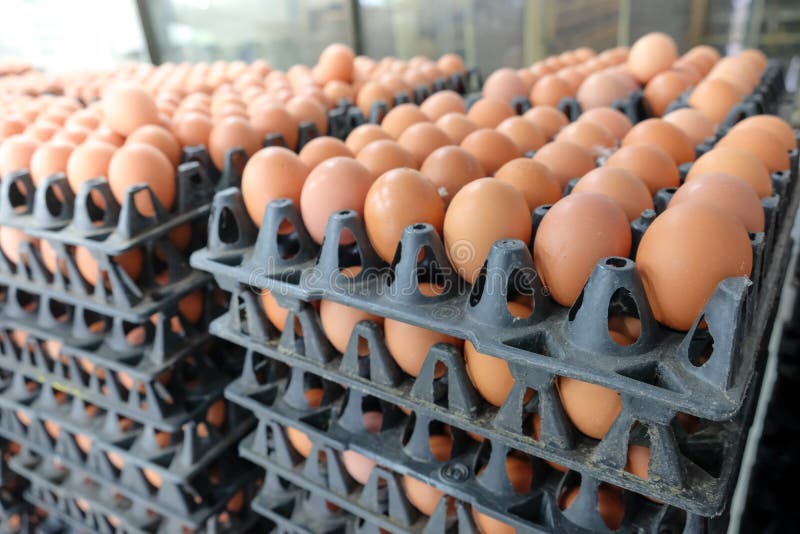 Fresh Egg Grading and Sorting Machine, Grade Egg by Weight and Size ...