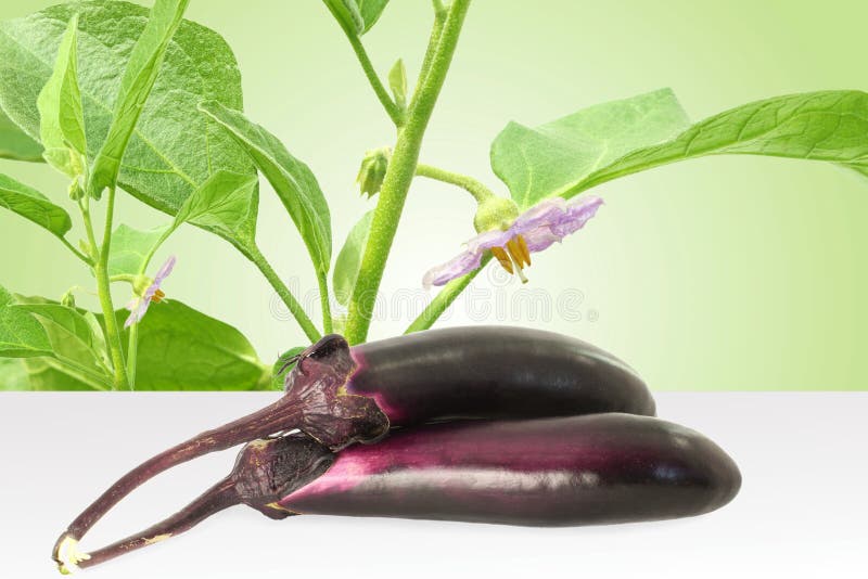 Fresh Eggplant or Aubergine Bringal Stock Image - Image of care ...