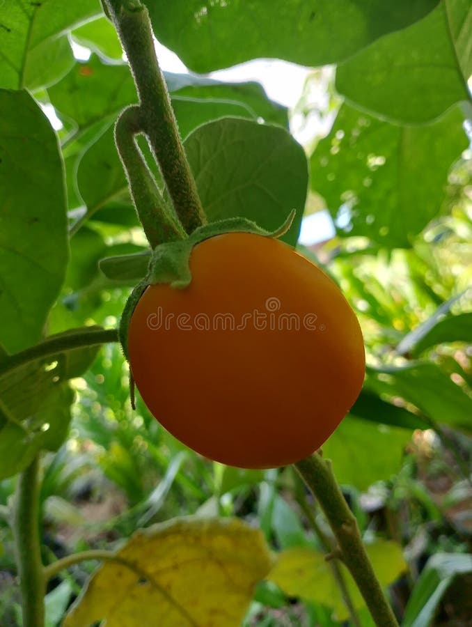 Fresh Eggplant Fruit that Has Turned Yellow. West Kalimantan, Indonesia ...