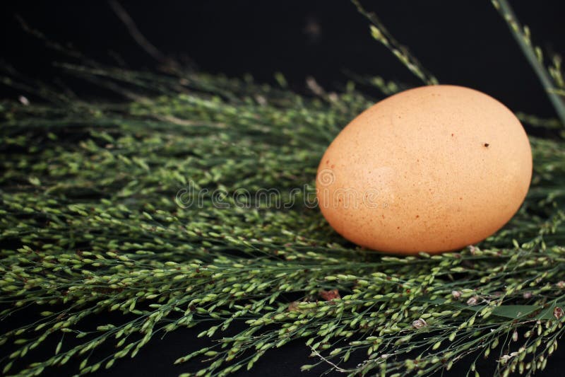 Fresh eggs. stock photo. Image of nutritious, wood, brown - 35429240