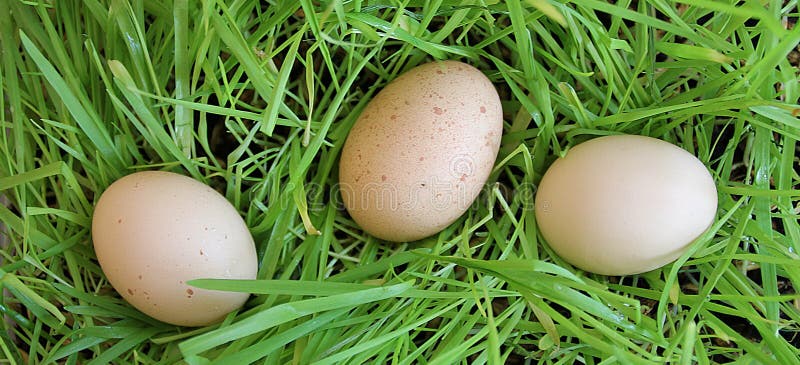 Fresh Eggs on Green Grass, Eggs for Easter, Eggs in Their Shells on ...