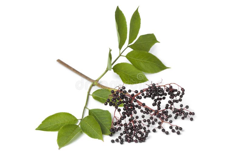 Elderberries stock photo. Image of closeup, crop, color - 11360288