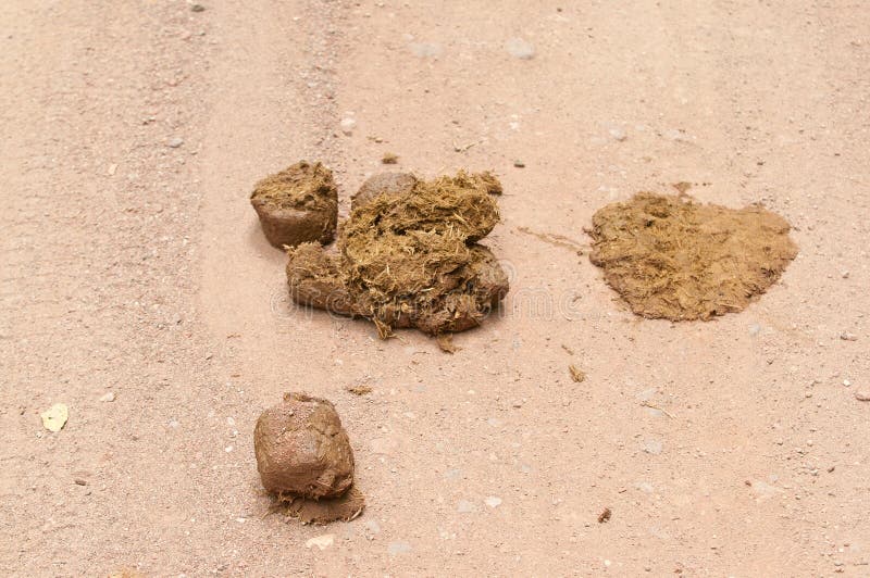 Elephant Spoor Stock Photos - Free & Royalty-Free Stock Photos from ...