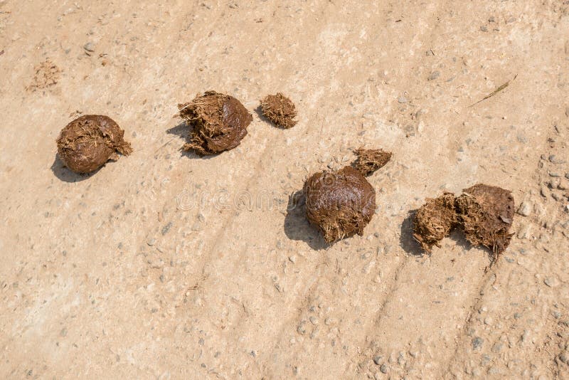 Fresh elephant dung stock image. Image of green, fertilizer - 87623971