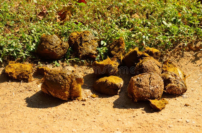 Fresh Elephant Dung Stock Photos - Free & Royalty-Free Stock Photos ...