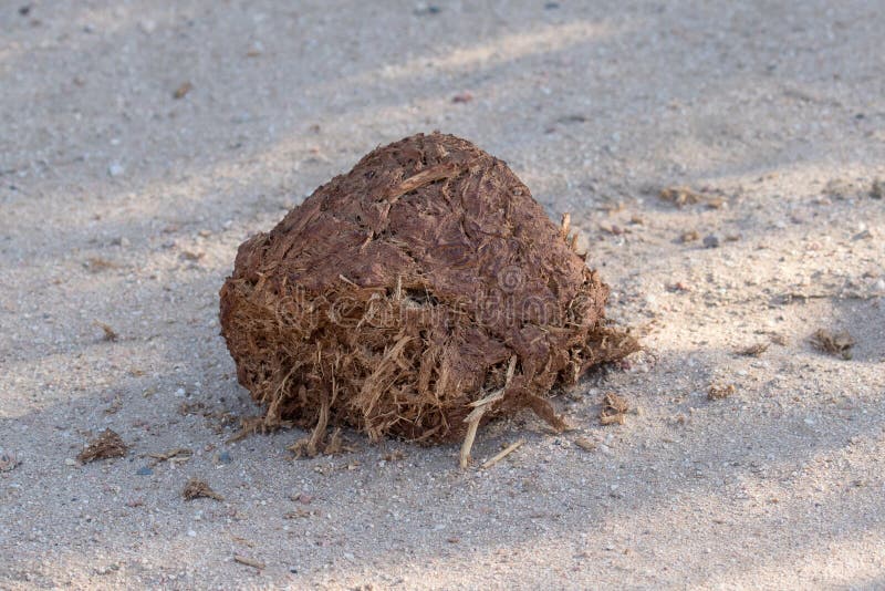 Fresh Elephant dung stock image. Image of africana, nature - 189730861