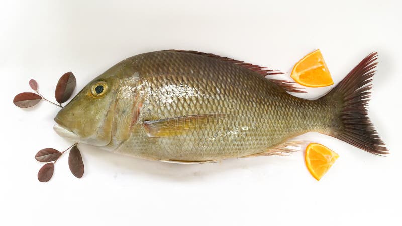 Fresh Emperor Fish Decorated on a White Background.Selective Focus ...