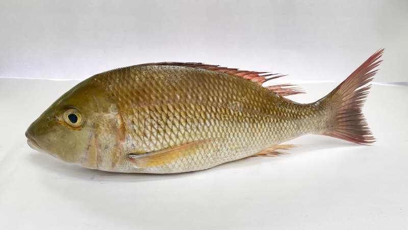 Fresh Emperor Fish Isolated on a White Background.Selective Focus Stock ...