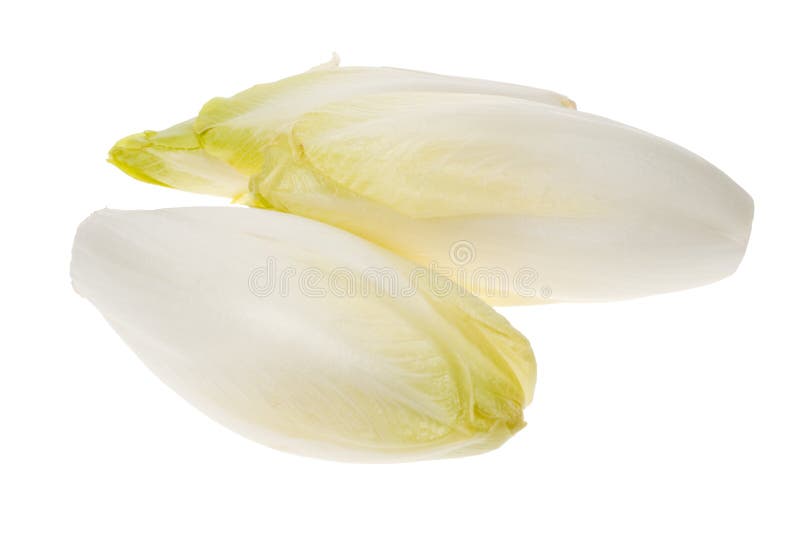 Endive stock photo. Image of white, cultivated, belgian - 461378