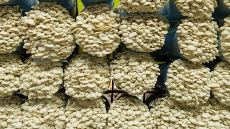 Enoki mushroom farm stock photo. Image of health, chinese - 59059582
