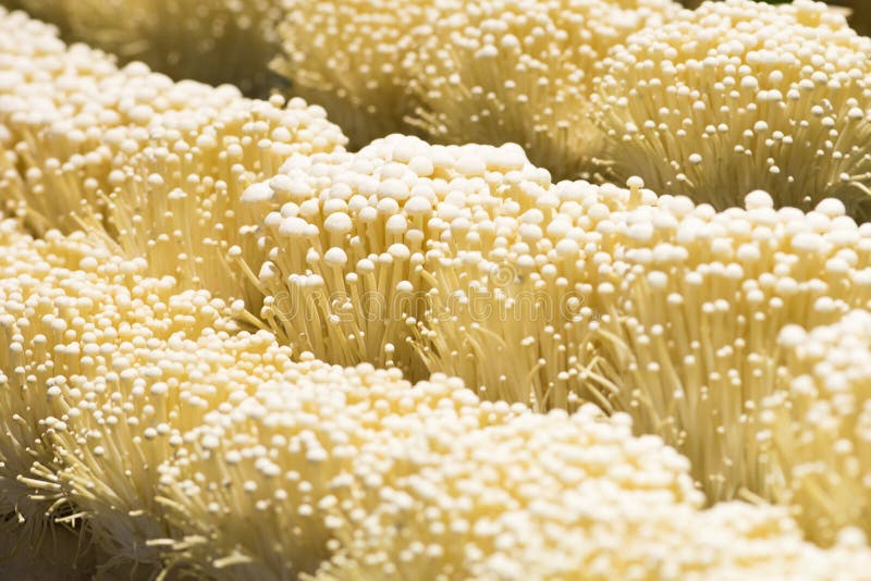 Enoki Mushrooms Stock Photos - Download 1,553 Royalty Free Photos