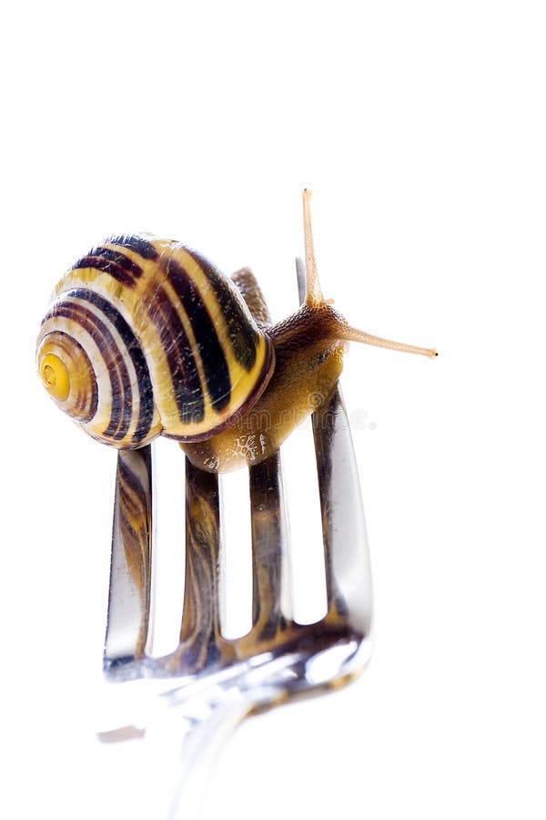 Fresh escargot stock image. Image of crawling, closeup - 21318117