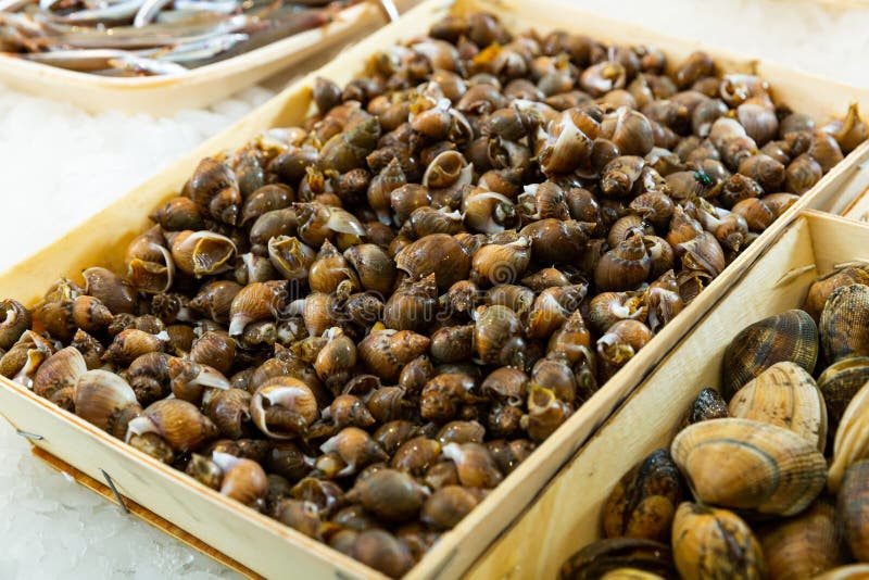Group Snails Box Stock Photos - Free & Royalty-Free Stock Photos from ...