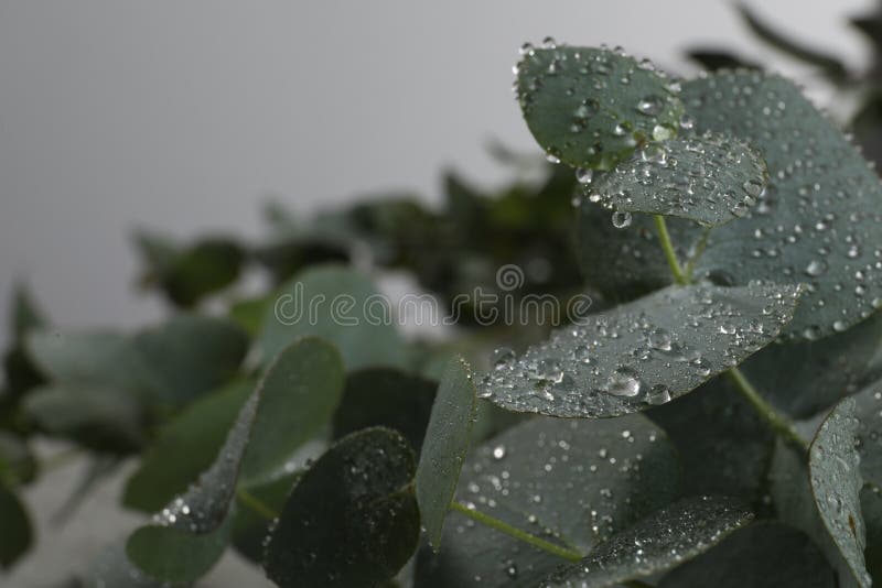 Fresh Eucalyptus Leaves with Dew Drops, Closeup. Space for Text Stock Image - Image of botanical ...