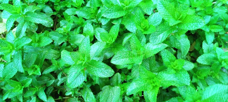 Fresh Evergreen Plant Flower Vegetable Ble Stock Image - Image of grass ...