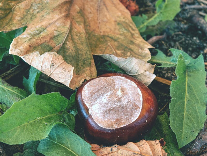Fresh Fallen Chestnuts Hidden in Grass. Symbol of Autumn Stock Photo ...