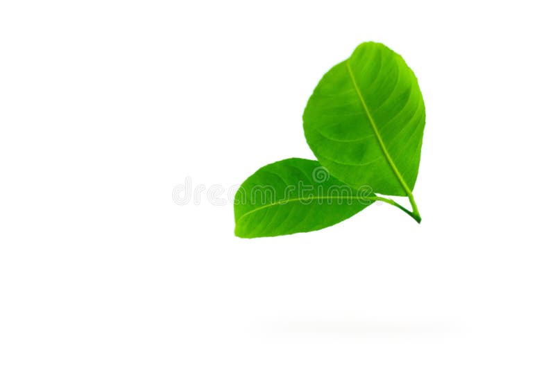 Fresh Falling Lime Lemon Leaves on Branch Isolated Over White ...