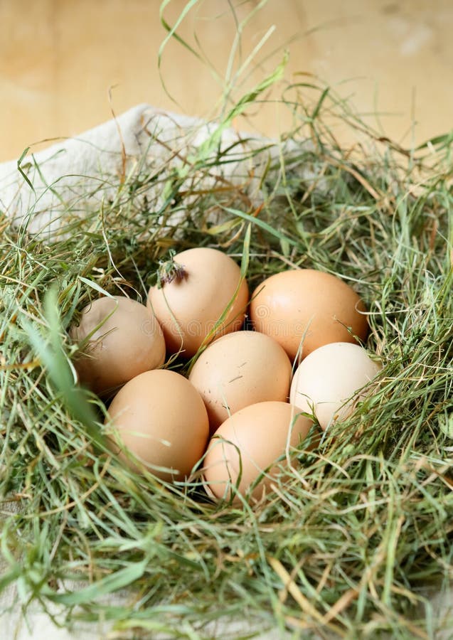 Fresh farm chicken eggs stock photo. Image of spring - 33967448