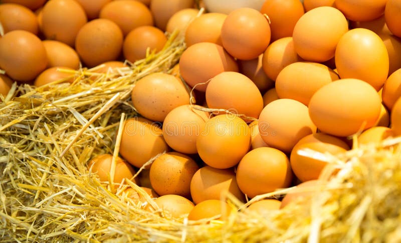 Fresh farm eggs stock image. Image of straw, group, chicken - 32601329