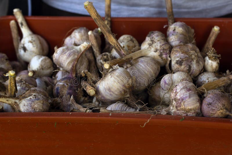 Fresh farm garlic stock image. Image of diet, healthy - 124278215