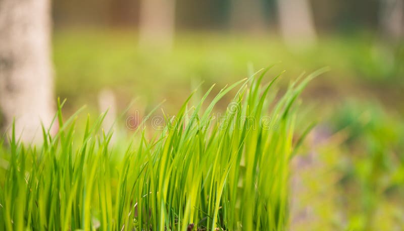 Fresh farm grass stock image. Image of season, garden - 216846699
