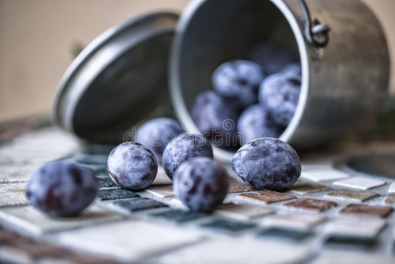 Fresh Farm Prunes stock image. Image of harvest, violet - 66652135