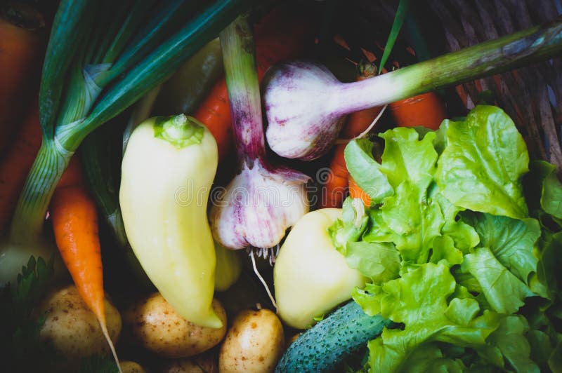 Fresh farm vegetables stock image. Image of vegetables - 192211377