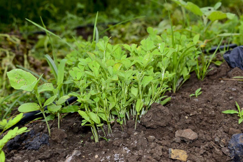 Fresh fenugreek vegetable stock photo. Image of leaves - 253024800