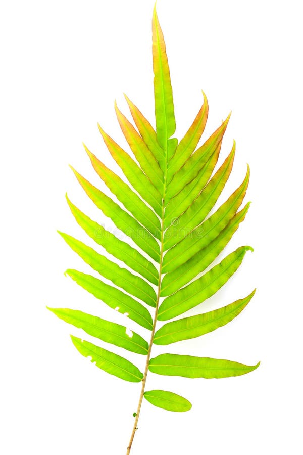 Fresh Fern Branch Leaf Isolated on White Background Top View Stock ...