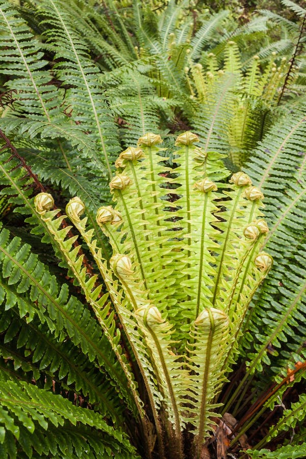 Fresh Fern Fronds Growing in Forest Stock Image - Image of compound ...