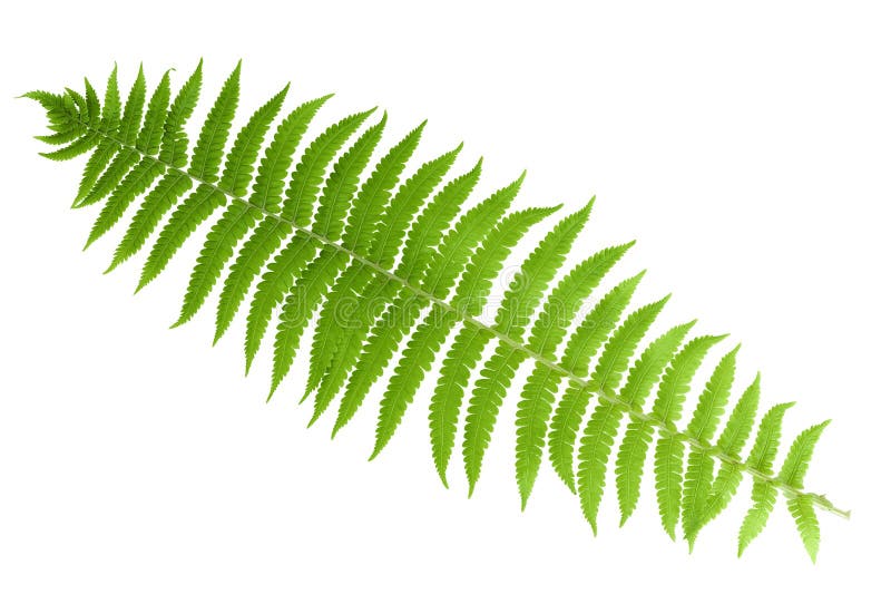 Fresh Fern Leaf Isolated on White Background. Top View. Flat Lay. Stock ...