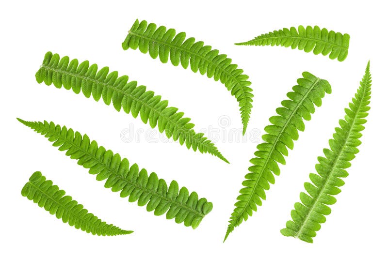 Fresh Fern Leaf Isolated on White Background. Top View. Flat Lay. Stock ...