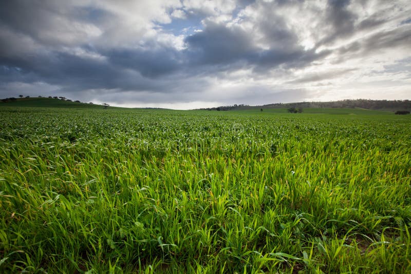 Fresh Field stock photo. Image of travel, landscape, canola - 27194298