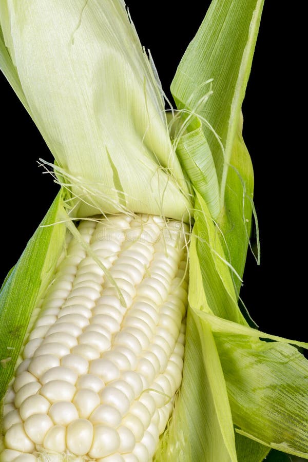 Fresh from the Field Corn Still in the Husk Stock Photo - Image of ...
