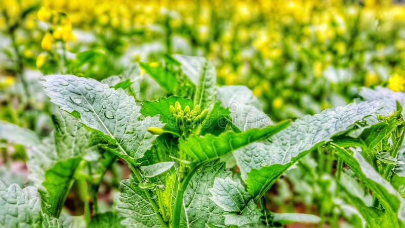 Field of Mustered Crop and Flower in the Way of Sialkot Pakistan Stock ...