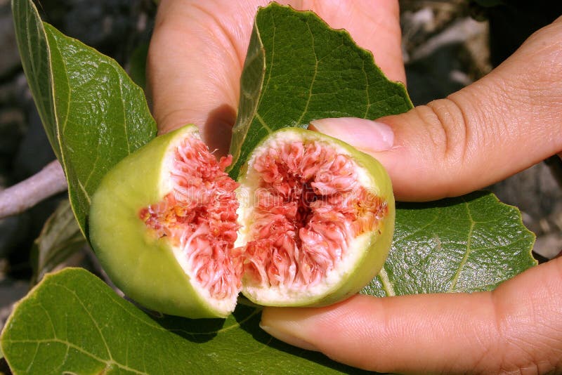 Fresh fig stock photo. Image of nature, delicious, fresh - 1190492