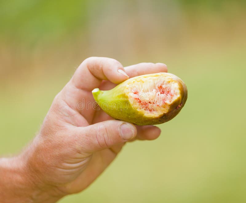 Fresh fig eating stock photo. Image of cross, green, biting - 57861038