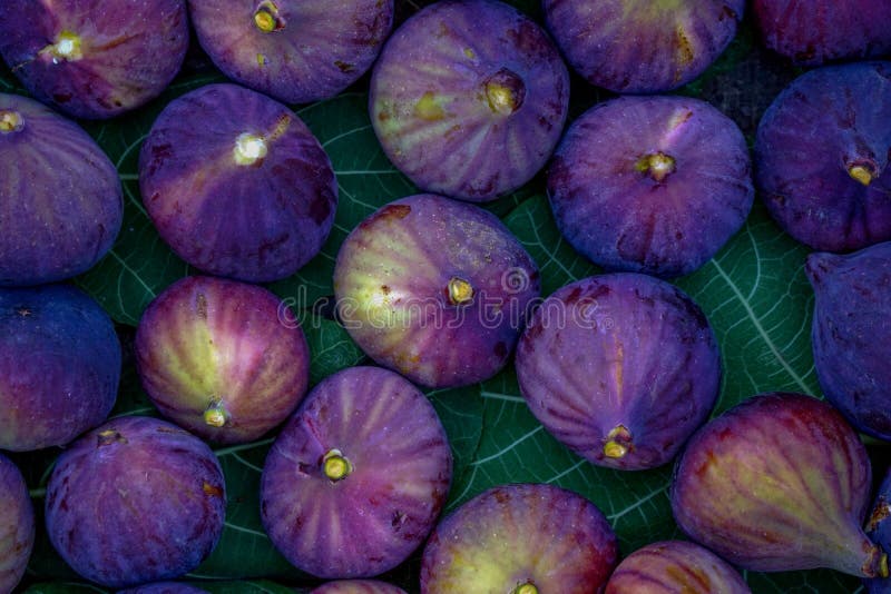 Fresh Fig on Leaves Close Up View Template Texture Background Stock ...