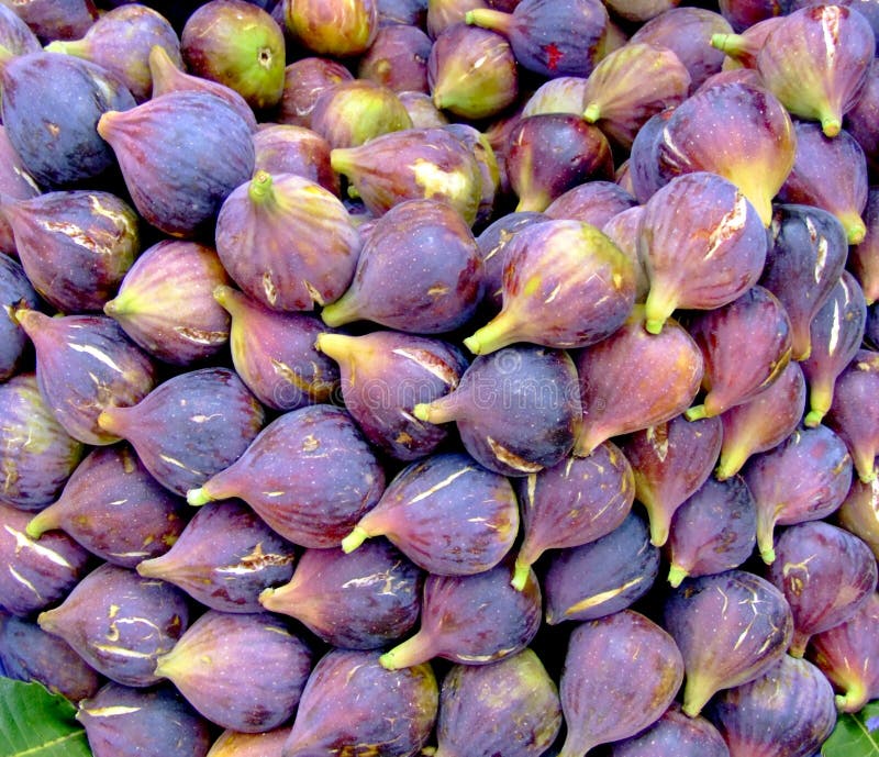 Fresh figs stock photo. Image of fruits, purple, sweet - 2337164