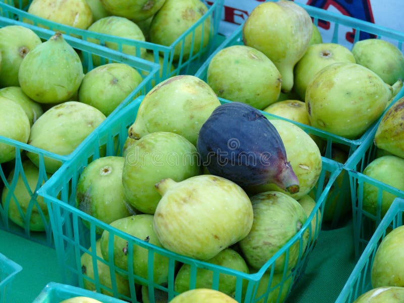 Fresh Figs stock photo. Image of healthy, fresh, snack - 26305054
