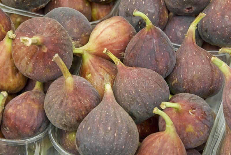 Fresh figs stock image. Image of sweet, fruit, sumptuous - 3140305