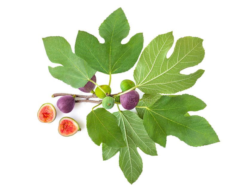 Figs tree stock image. Image of natural, health, garden - 99310031