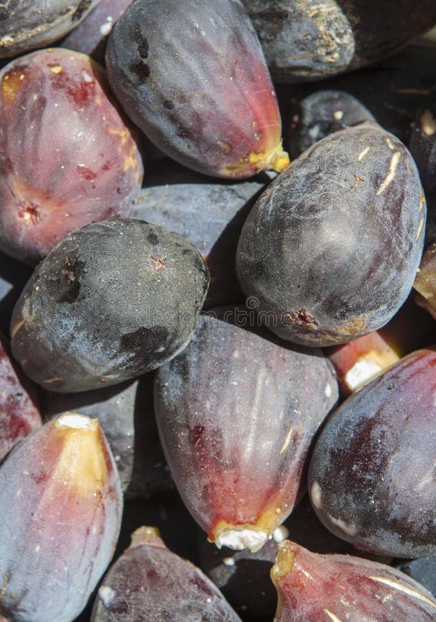 Fresh Figs Freshly Picked from Tree Stock Image - Image of figs, bright ...