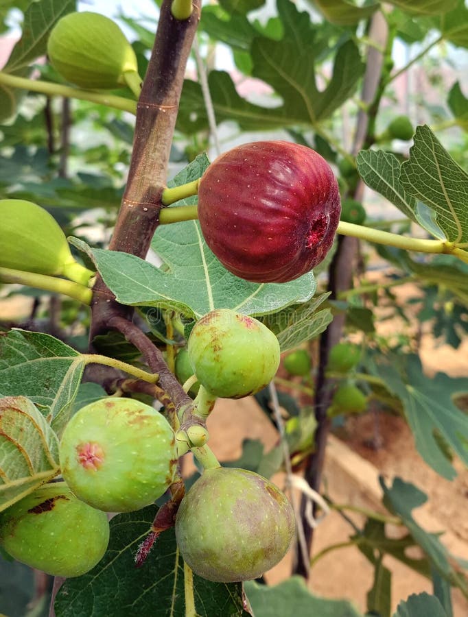 Fresh Figs Fruit Also Known As Ficus Carica on the Branch of a Fig Tree ...