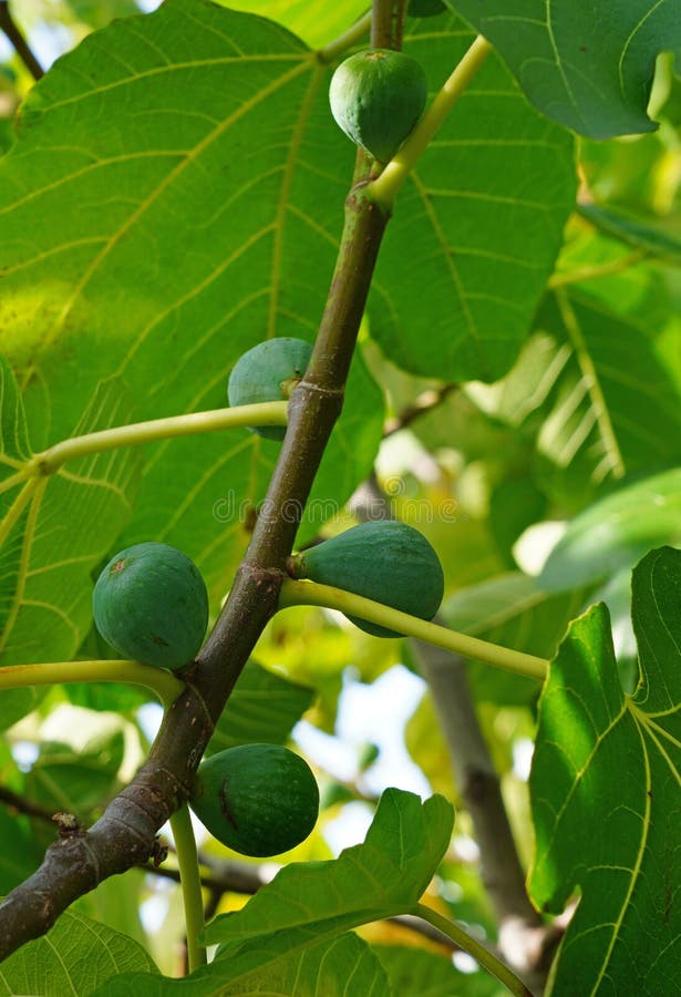 Fresh Figs Growing on a Tree Stock Photo - Image of garden, food: 254378846
