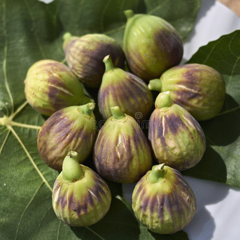 Fresh white figs stock photo. Image of nutrition, figs - 149805604