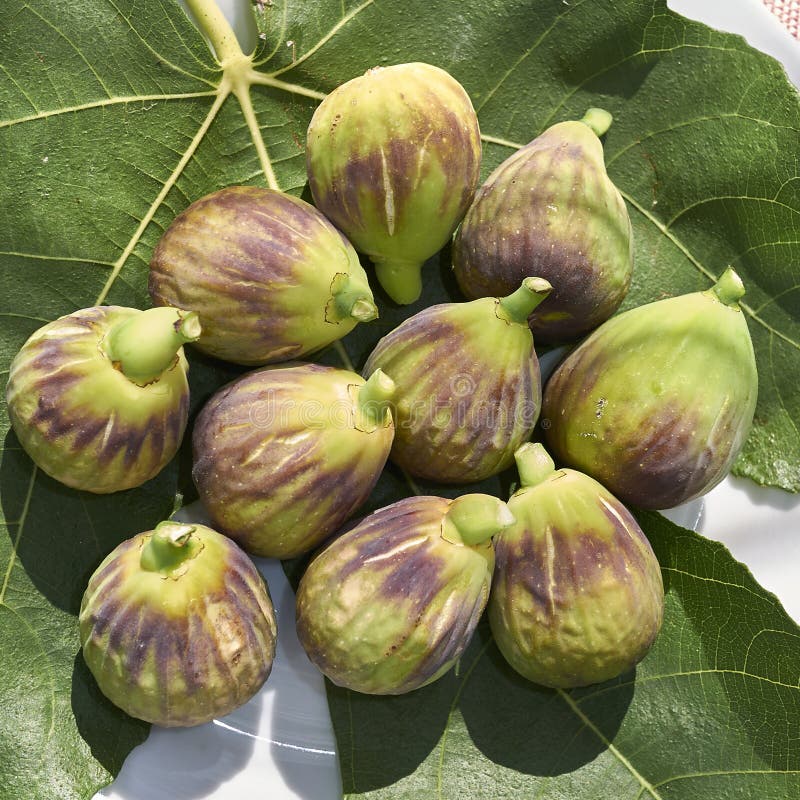 Fresh white figs stock photo. Image of nutrition, figs - 149805604