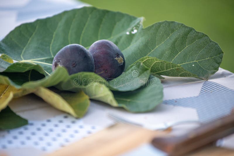 Fresh Figs on the Table Outdoor Stock Photo - Image of cook, tasty ...